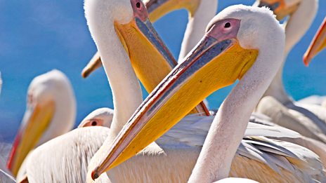 Life - 5. Birds - BBC iPlayer