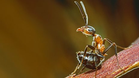 Life - 6. Insects - BBC iPlayer