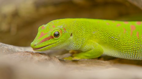 Go Wild - Series 2 - Aneeshwar and Lizzie: 11. Sunbird and Day Gecko - Signed - BBC iPlayer