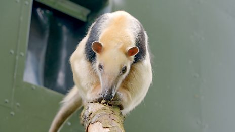Go Wild - Series 2 - Aneeshwar and Lizzie: 13. Spider Monkey and Tamandua - BBC iPlayer
