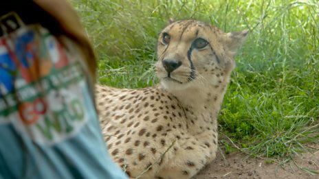 Go Wild - Series 2 - Aneeshwar and Lizzie: 15. Cheetah and Warthog - BBC iPlayer