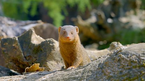 Go Wild - Series 2 - Aneeshwar and Lizzie: 17. Dhole and Dwarf Mongoose - BBC iPlayer