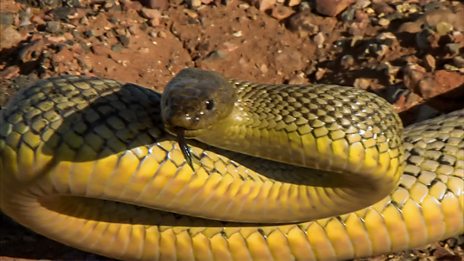 Deadly 60 - Series 3: 10. Australia 2 - BBC iPlayer