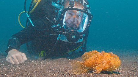 Deadly 60 - Series 6: 3. Ocean Oddballs - BBC iPlayer