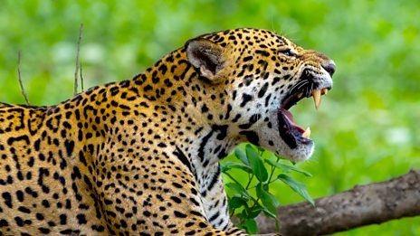 Deadly 60 - Series 6: 6. Jaguar Special - BBC iPlayer