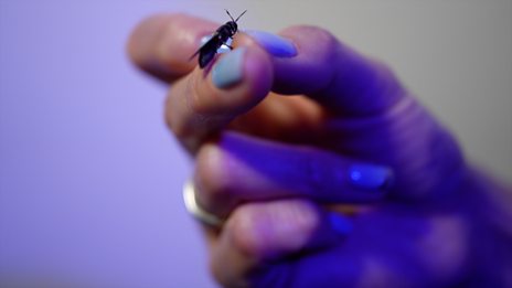 Tech Now - Inside the High-Tech Insect Farm - BBC iPlayer