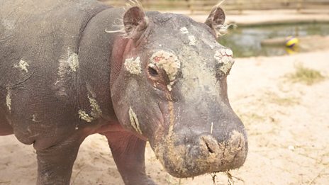 Hamza Loves Animals: Africa - Series 1: 4. Hippo and Warthog Playtime ...