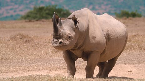 Hamza Loves Animals: Africa - Series 1: 5. Maisha the Rhino’s Bad Mood ...