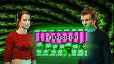 BBC Two - KS4 Curriculum Bites, Science 14-16, Gaseous exchange in the ...