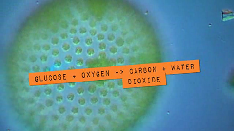 BBC Two - Bitesize Science, An explanation of photosynthesis