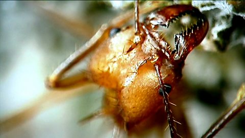 BBC Four - Planet Ant: Life Inside the Colony
