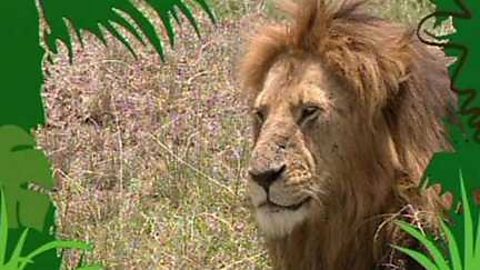 CBeebies - Little Big Cat