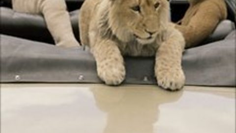 BBC World Service - Witness History, Christian the Lion