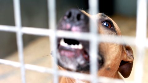 BBC One - Death Row Dogs