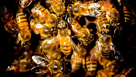 BBC Two - Natural World, 2011-2012, Killer Bees of Africa, Queen bee
