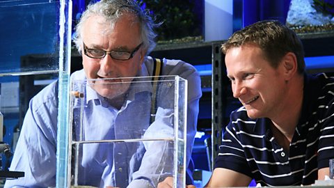 BBC Four - The Secret Life of Rockpools