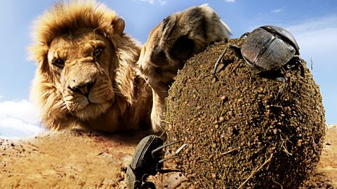 BBC One - Hidden Kingdoms