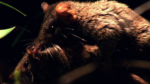 BBC Four - Weird Nature, Devious Defences, Snake in the grass