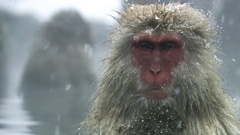 BBC One - Monkey Planet - Proboscis monkey
