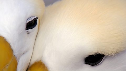 BBC One - Life Story, Series 1, Courtship, Pufferfish 'crop circles'