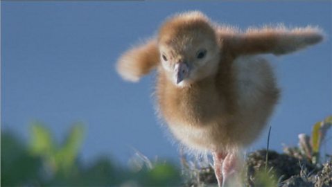 BBC One - Planet Earth - Clips