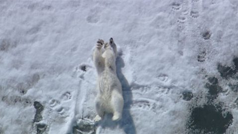 BBC One - Planet Earth - Clips