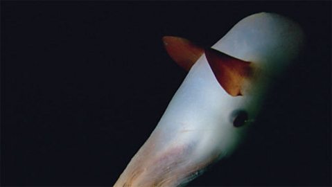 BBC One - Planet Earth, Ocean Deep, Deep secrets