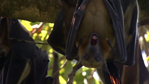 BBC One - Life, Mammals