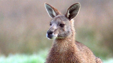 BBC One - The Life of Mammals, A Winning Design
