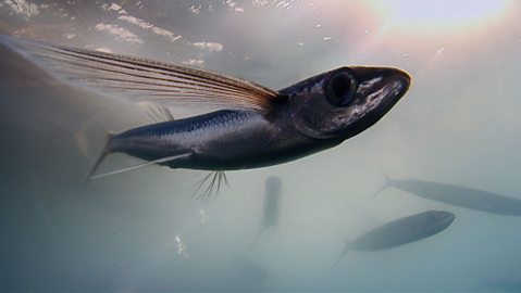 BBC One - Life, Fish