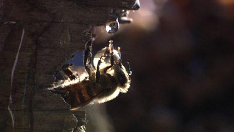 BBC One - Life, Insects