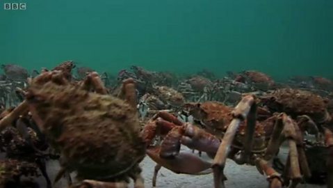 BBC One - Life, Creatures of the Deep, Spiked
