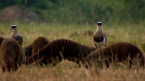 BBC Two - Banded Brothers, Episode 1, Mongoose spa