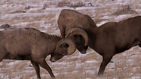BBC Two - Yellowstone