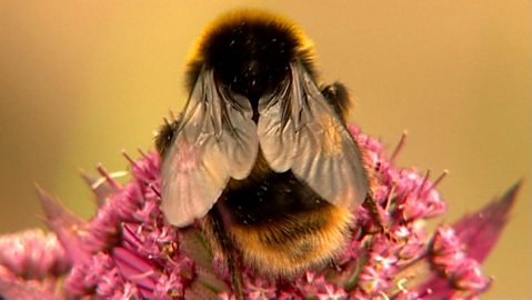 BBC Two - Nature's Calendar, Series 1, Summer: Parks and Gardens, Bee ...