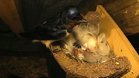 BBC Two - Springwatch, 2008, Episode 5, Little punks