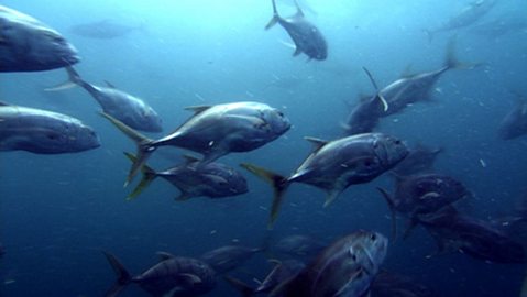 BBC One - The Blue Planet, Open Ocean