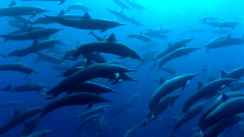 BBC One - The Blue Planet, Open Ocean, Let's twist again