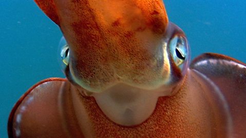 BBC One - The Blue Planet, Seasonal Seas, Small beginnings