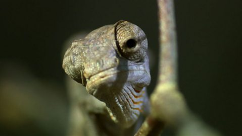 BBC Two - Madagascar