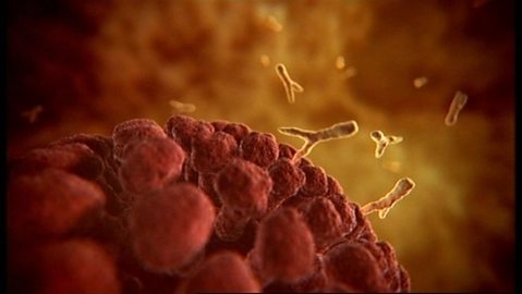 BBC One - Inside the Human Body