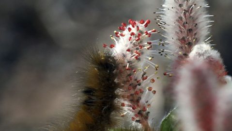 BBC One - Frozen Planet, Spring, Freeze-thaw caterpillars