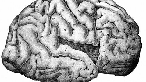 BBC Radio 4 Extra - A History of the Brain