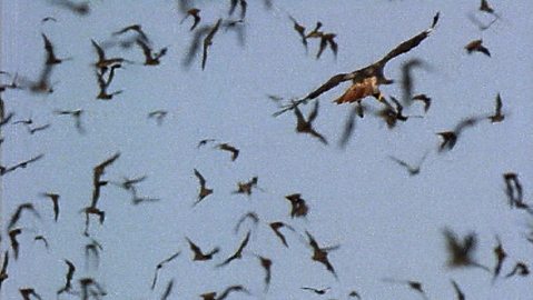 BBC Four - The Life of Birds, To Fly or Not to Fly?, Clawed wings