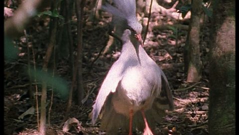 BBC Four - The Life of Birds, Signals and Songs, Sophisticated songsters