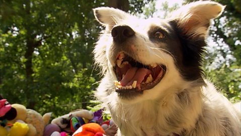 BBC One - Super Smart Animals