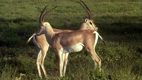 BBC Two - The Trials of Life