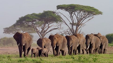 BBC One - Life Story, Series 1, Courtship, Pufferfish 'crop circles'