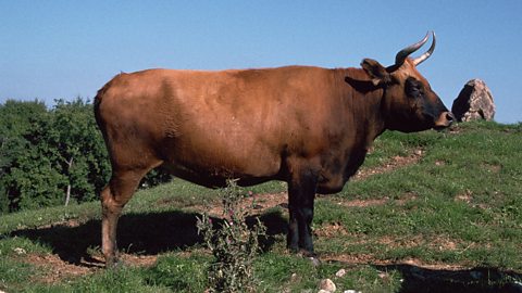 BBC Radio 5 Live - 5 Live In Short, 'Nazi' engineered cows 'would try ...