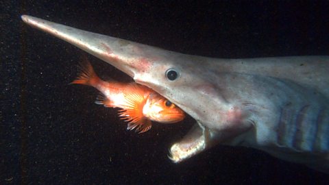 BBC Four - Legends of the Deep: Deep Sea Sharks